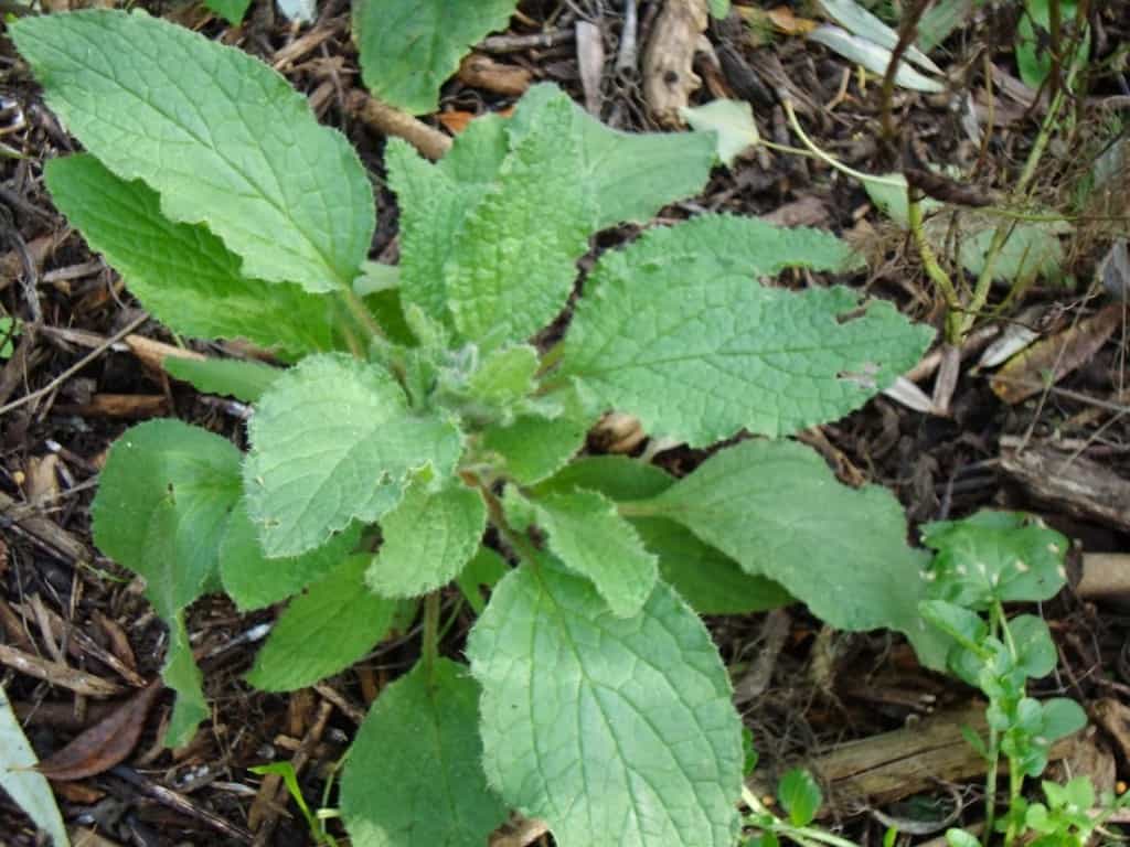 Plantbespreking: Bernagie (Borago officinalis) - Yggdrasil