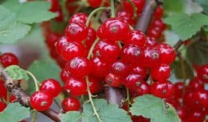 Rode bessen planten, verzorgen en oogsten - Yggdrasil