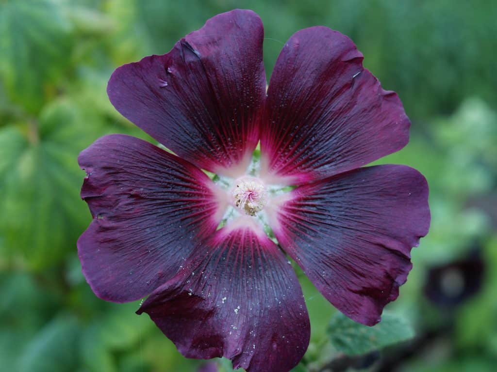 Stokroos, (Alcea rosea) - Yggdrasil