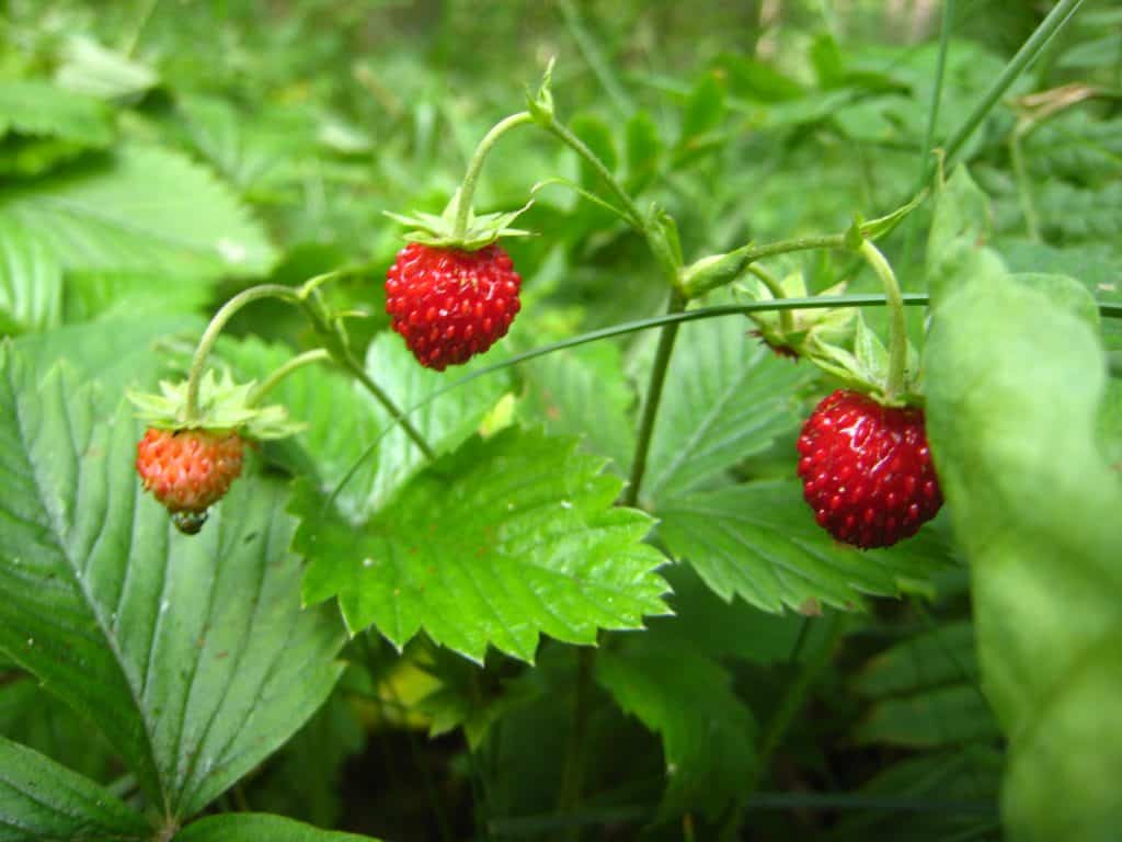 Muskaataardbei, (Fragaria Moschata) - Yggdrasil