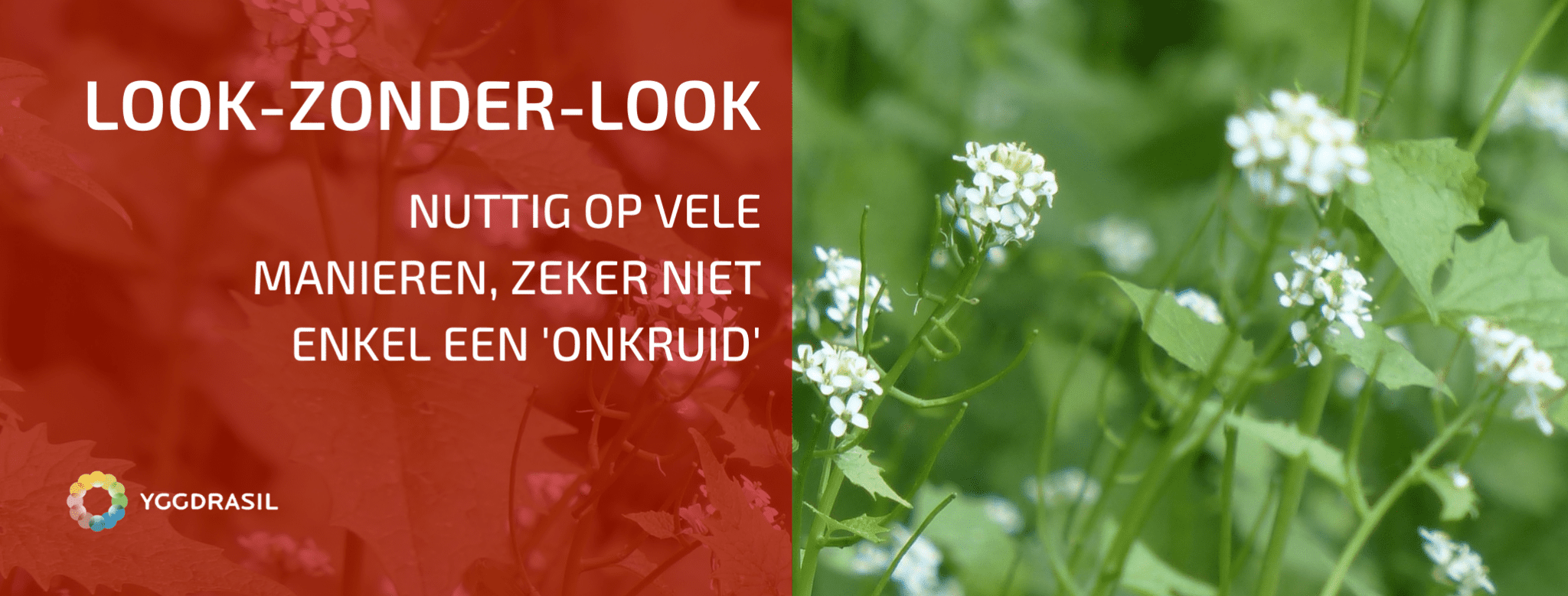 Plantbespreking: Look-zonder-look (Alliaria petiolata) - Yggdrasil