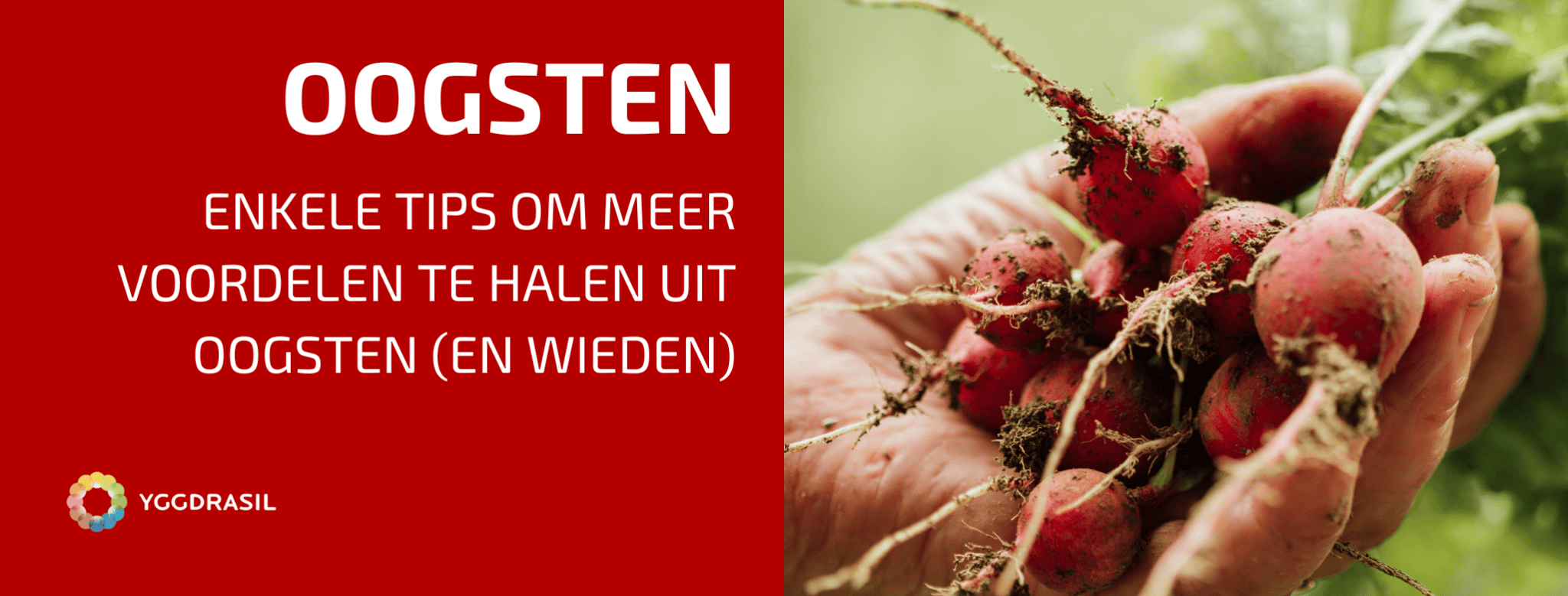 Blog Natuurlijke Moestuin - Yggdrasil